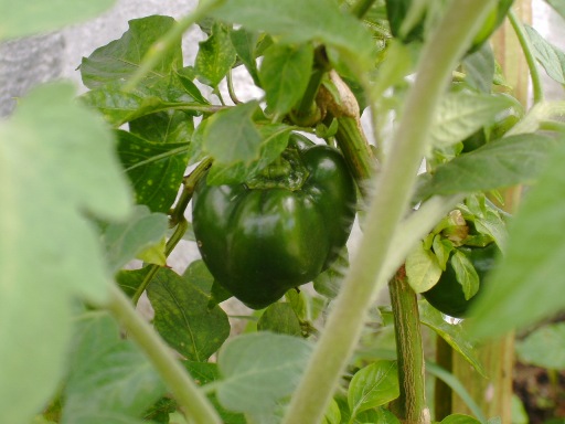 Informationen rund um die Paprika
