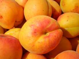 Aprikose - wie Sie auch bei uns gedeiht